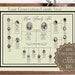 Family Tree, Genealogy, Ancestry Template - Etsy