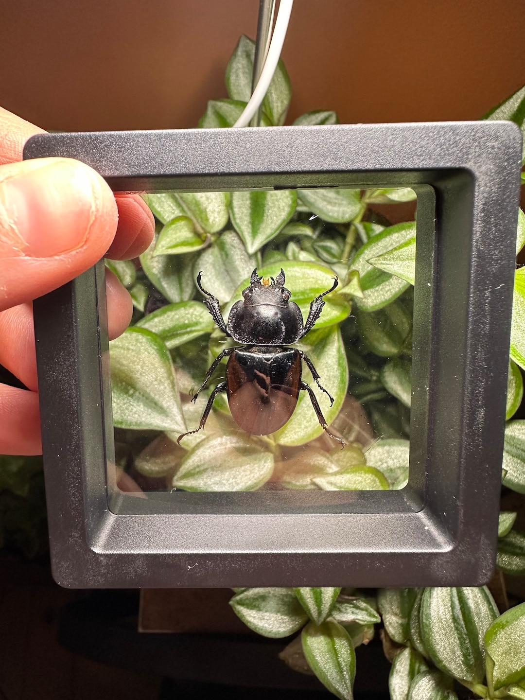 Floating Beetle Entomology Oddities& Curiosities Gothic Decor - Etsy