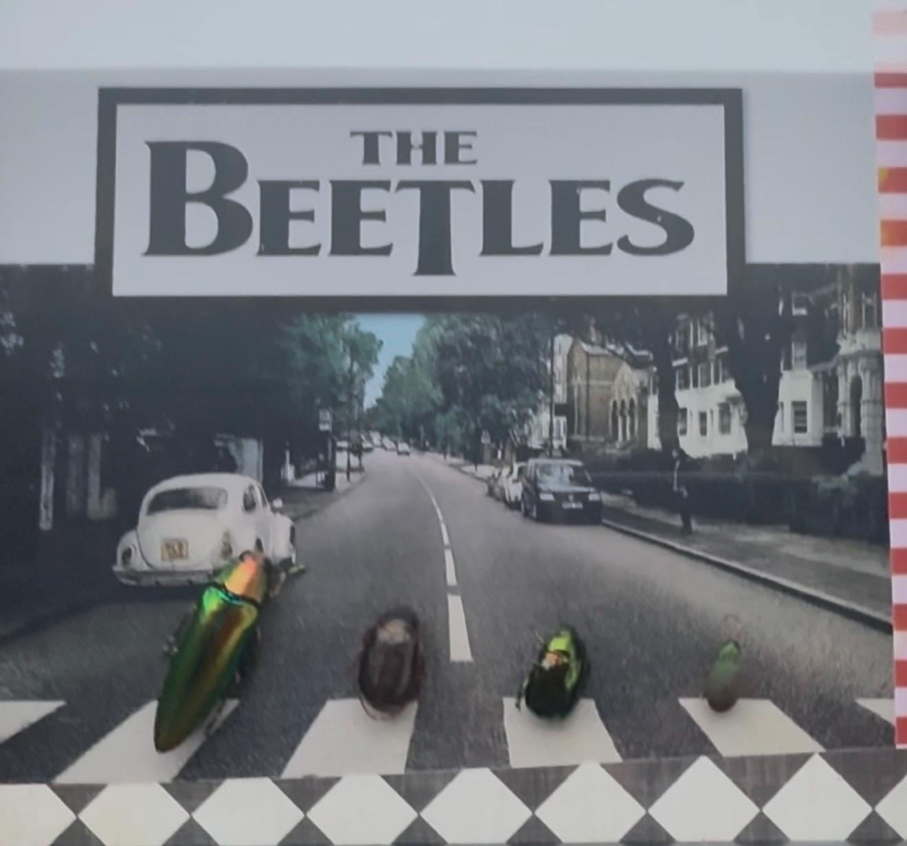 Beetles Abby Road Shadowbox – Insect Band Oddity Art - Etsy