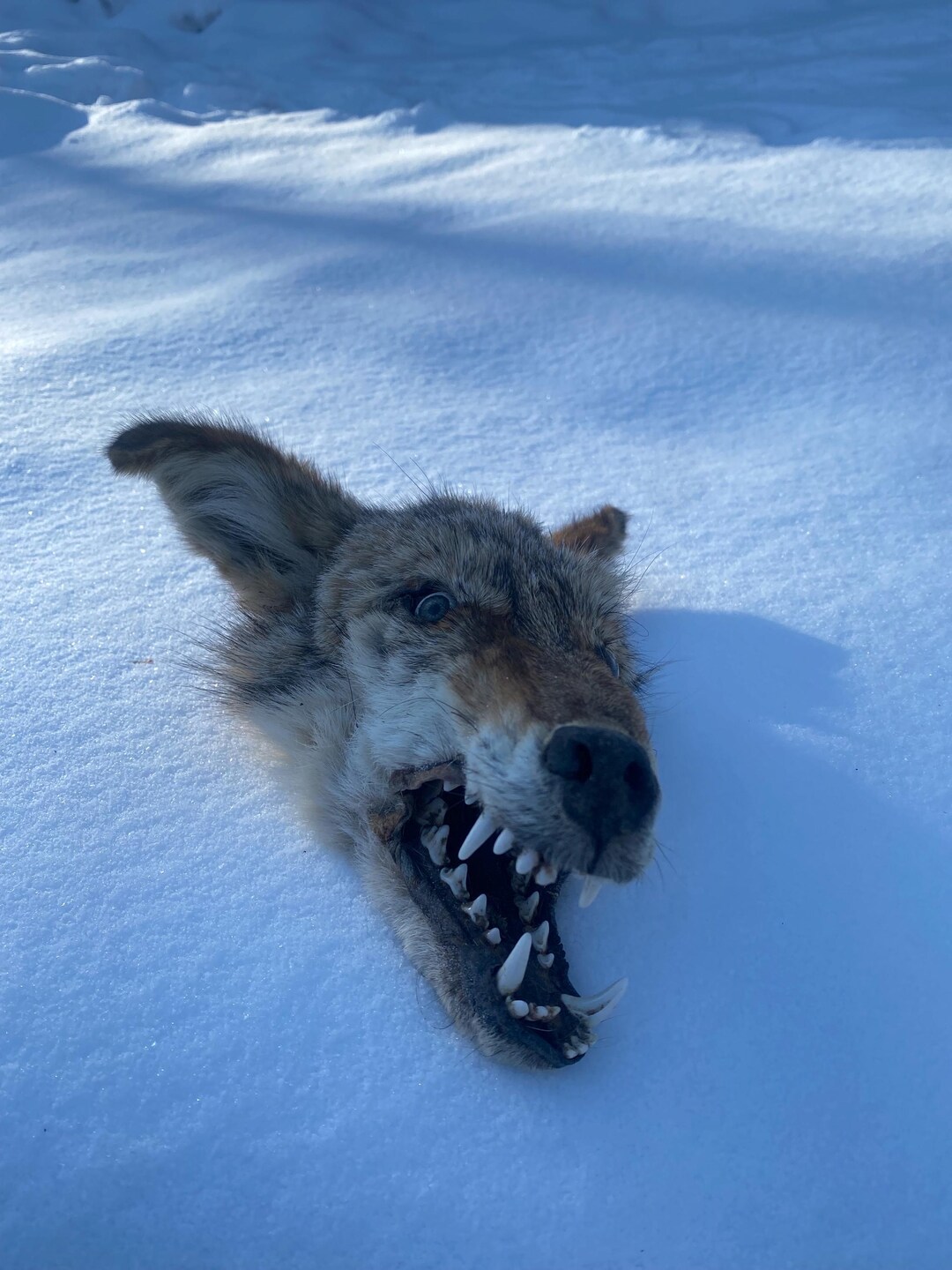 Mummified Taxidermy Genuine Coyote Head - Etsy