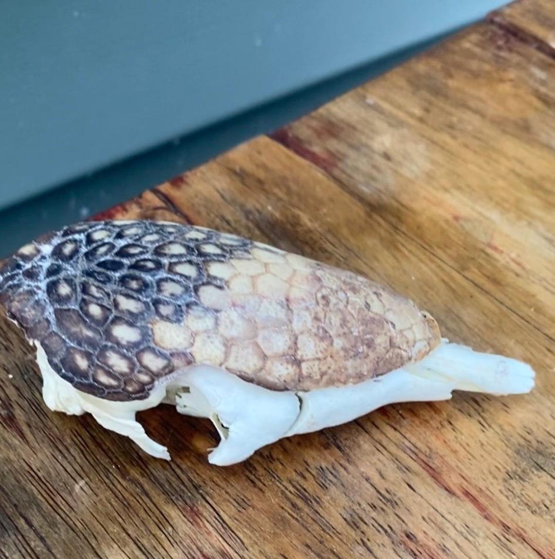 Genuine Armadillo Skull With Preserved Skull Cap Armor Oddity Armadillo ...