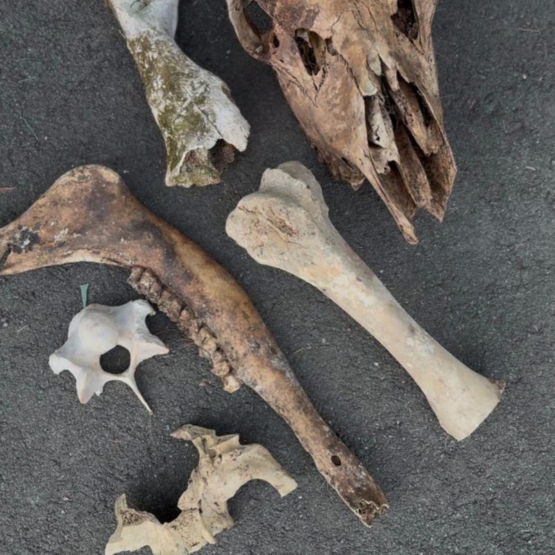 Lot of Cow Skulls - Etsy