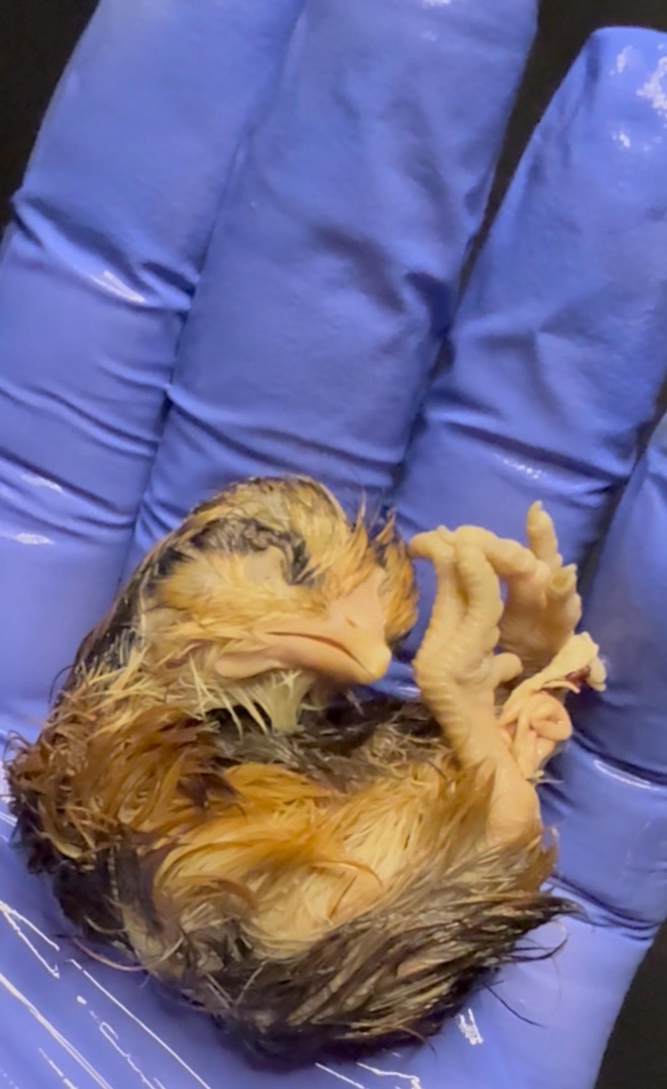 Fetal Chick Wet Specimen - Embryo - Undeveloped Chick - Baby Chicken ...
