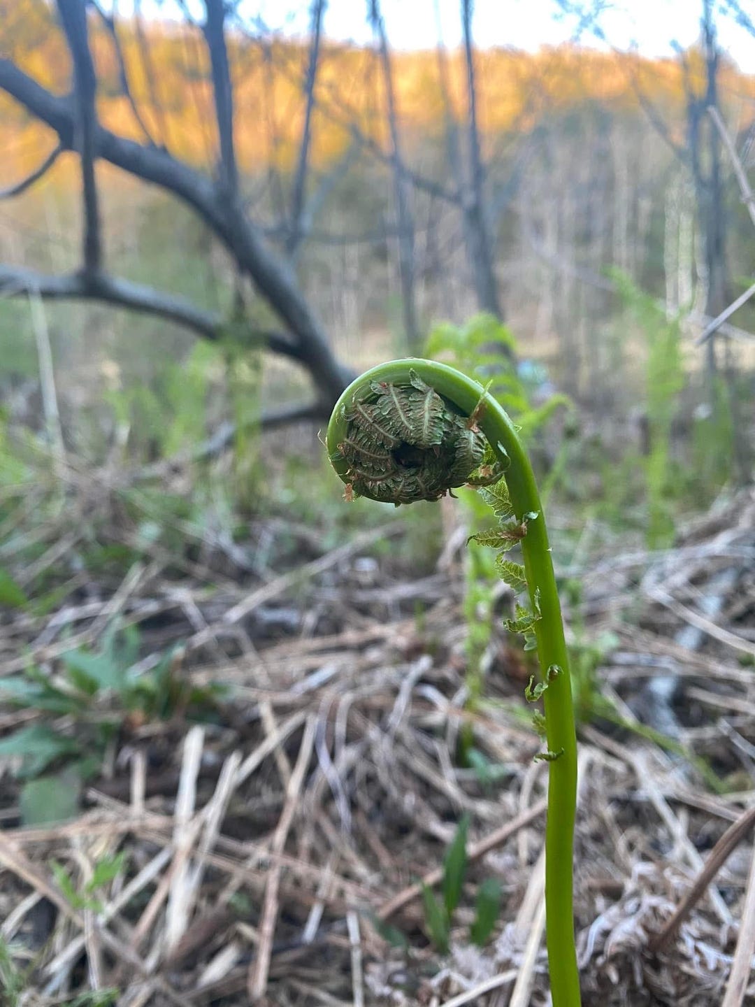 READY. Fresh-picked Maine Edible Ferns! Young Ostrich Fern-wild Foraged ...