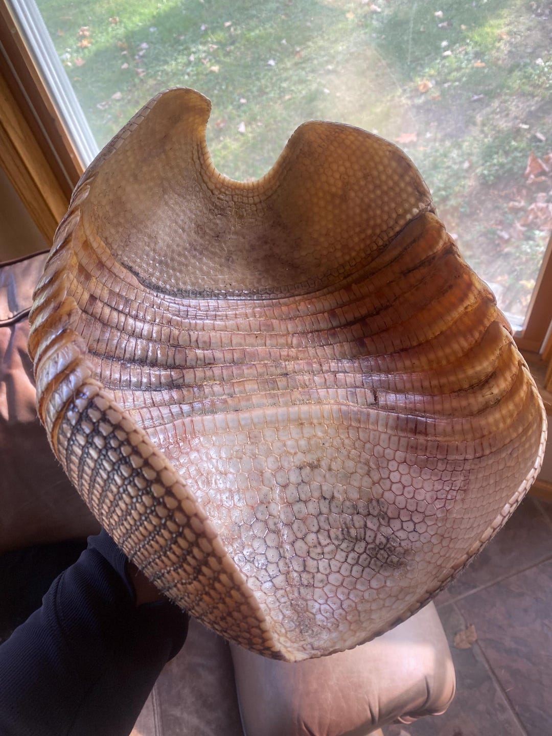 Genuine Armadillo Shell/armor/carapace - Etsy