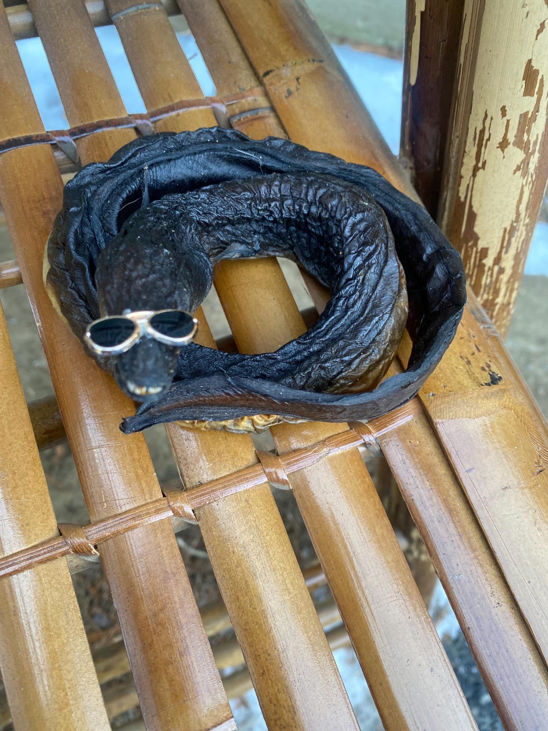 Mummified Taxidermy Smiling Eel - Oddity - Sunglasses - Creepy Cool ...