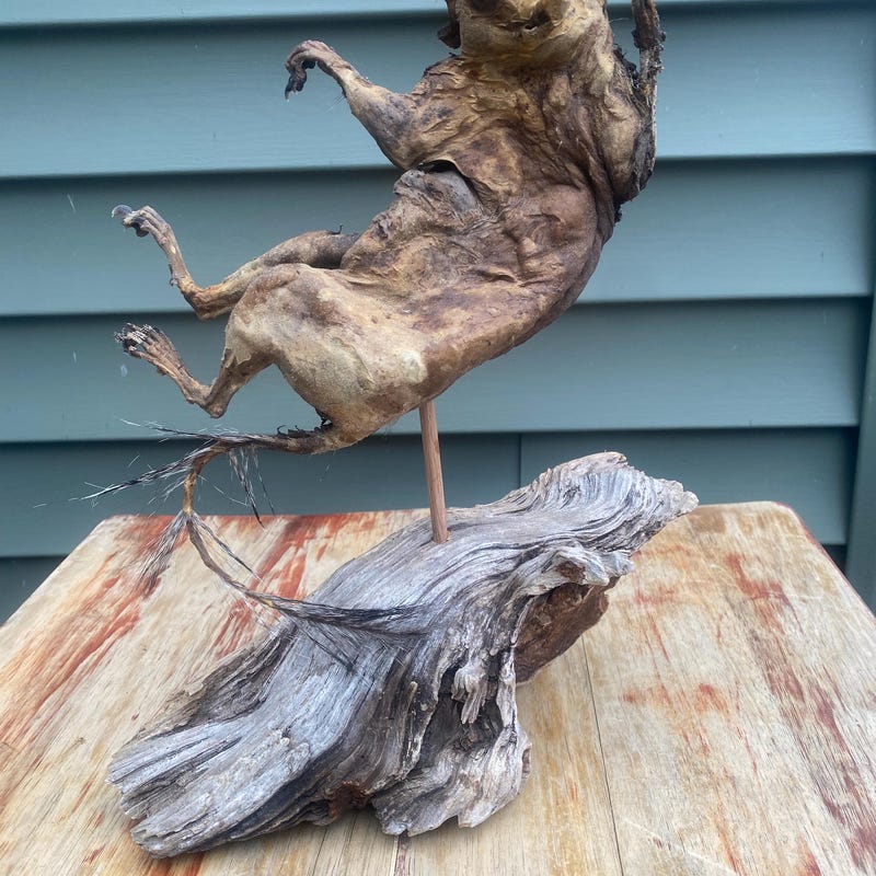Mummified - Etsy