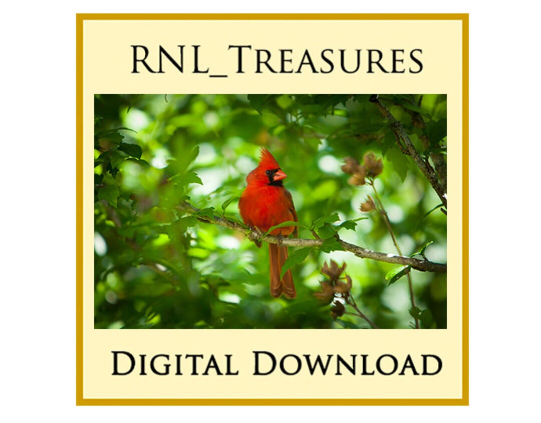 Red Cardinal Digital Image, Cardinal Picture, Digital Downloads ...