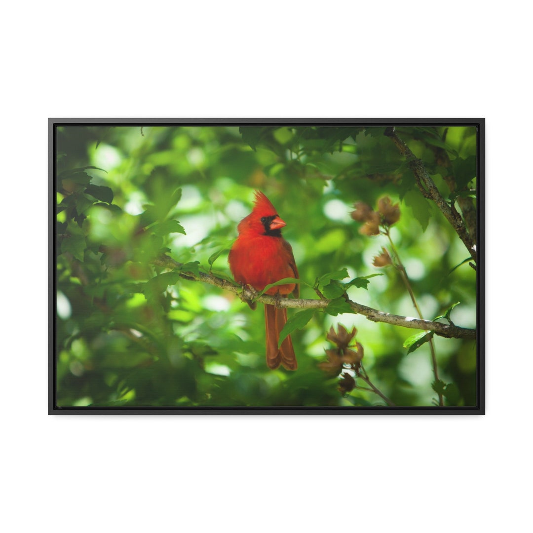Framed Red Cardinal Print on Canvas for Home and Office Wall Decor, Red ...