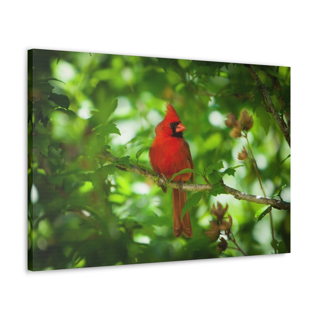 Red Cardinal Wall Canvas Picture, Red Cardinal Picture Canvas, Wall ...
