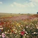 Printable Wildflower Field - Etsy