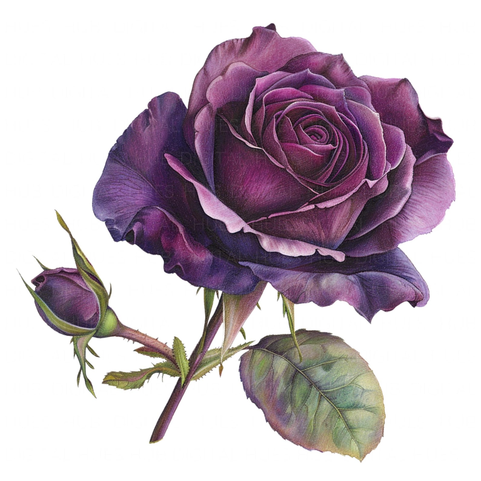 15 Dark Purple Roses Clipart Watercolor Purple Single Rose Purple ...