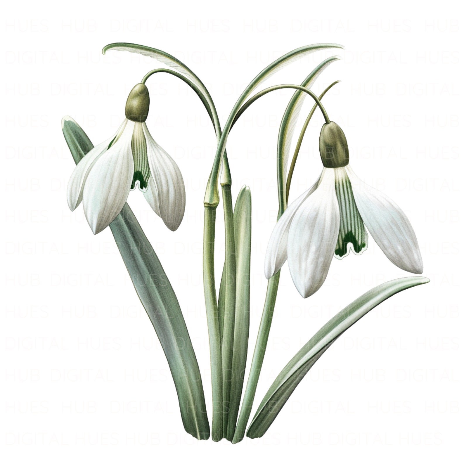 13 Snowdrop Flower Clipart Watercolor White Flower Botanical ...