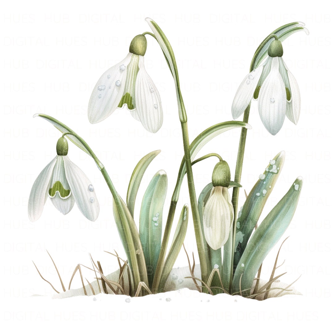 12 Snowdrop in Snow Clipart Watercolor Icy Flower Botanical ...