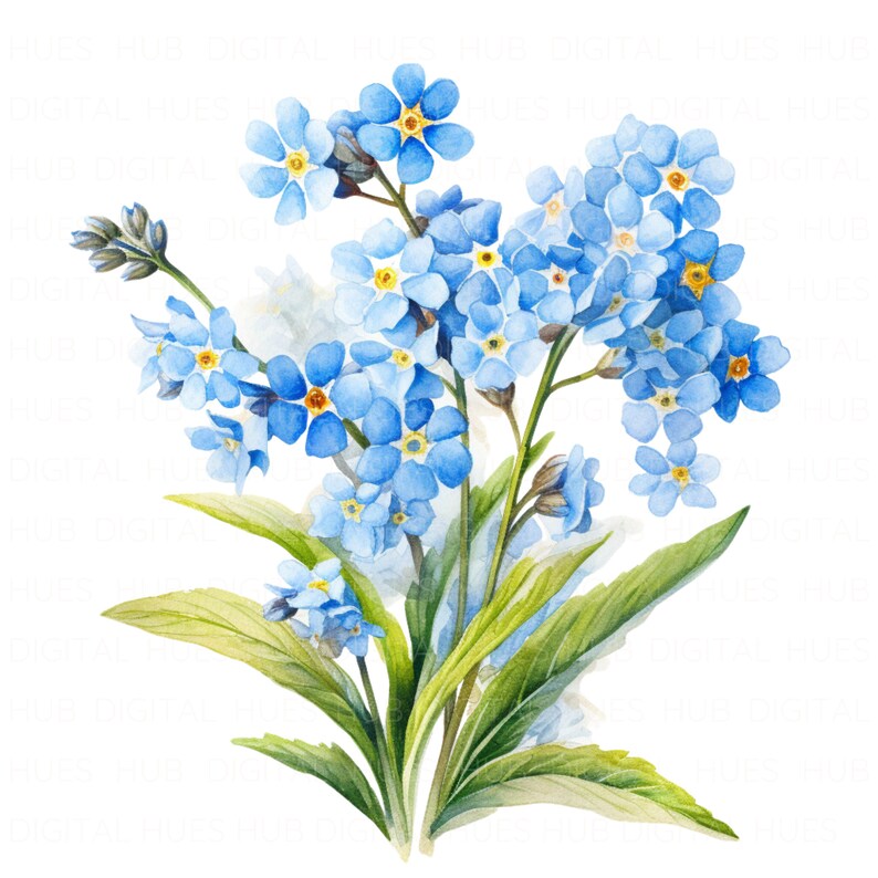 18 Forget Me Not Flower Clipart Bundle Watercolor Forget Me Not ...
