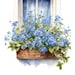 11 Forget Me Not Flower Box on Window Clipart Bundle Watercolor Window ...