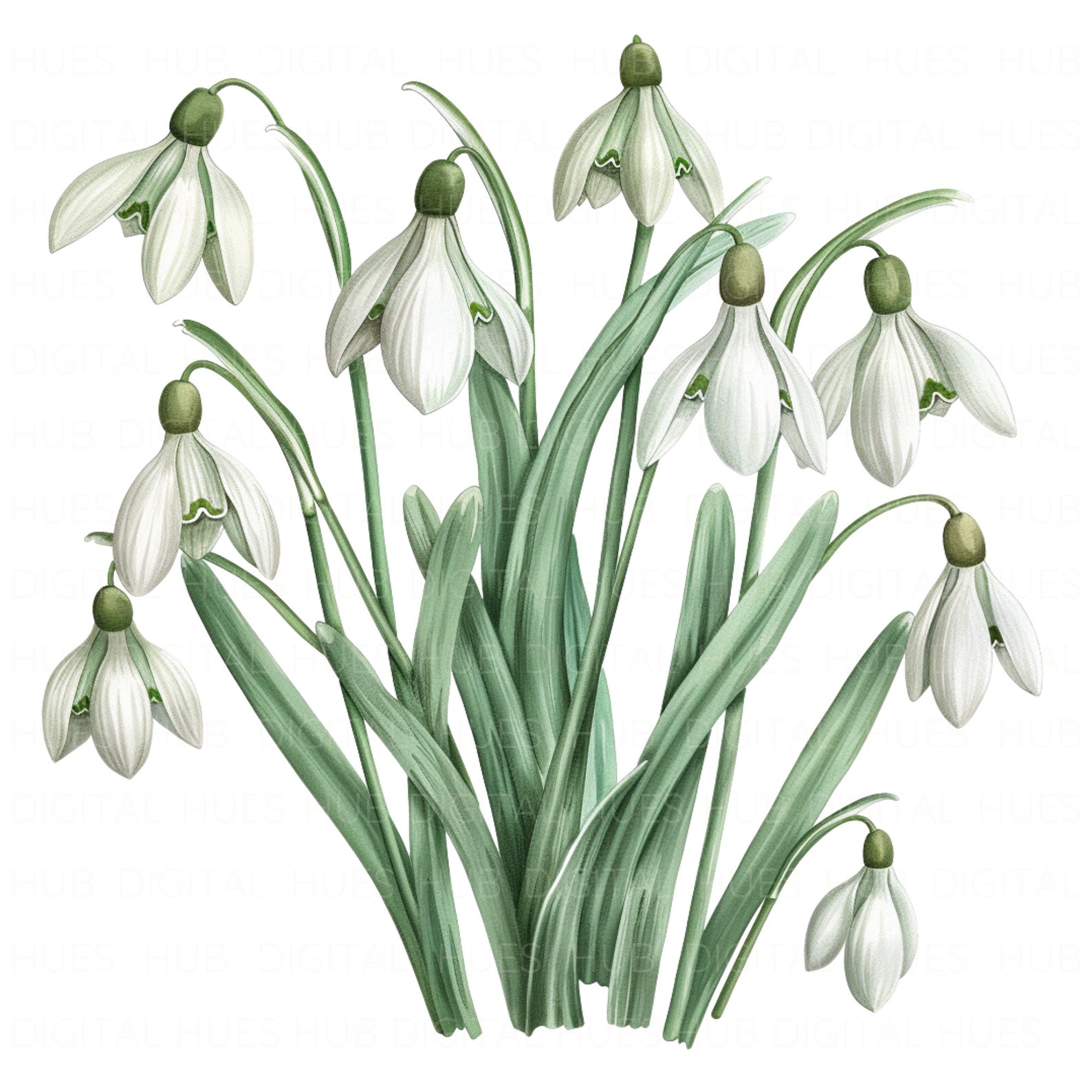 13 Snowdrop Flower Clipart Watercolor White Flower Botanical ...
