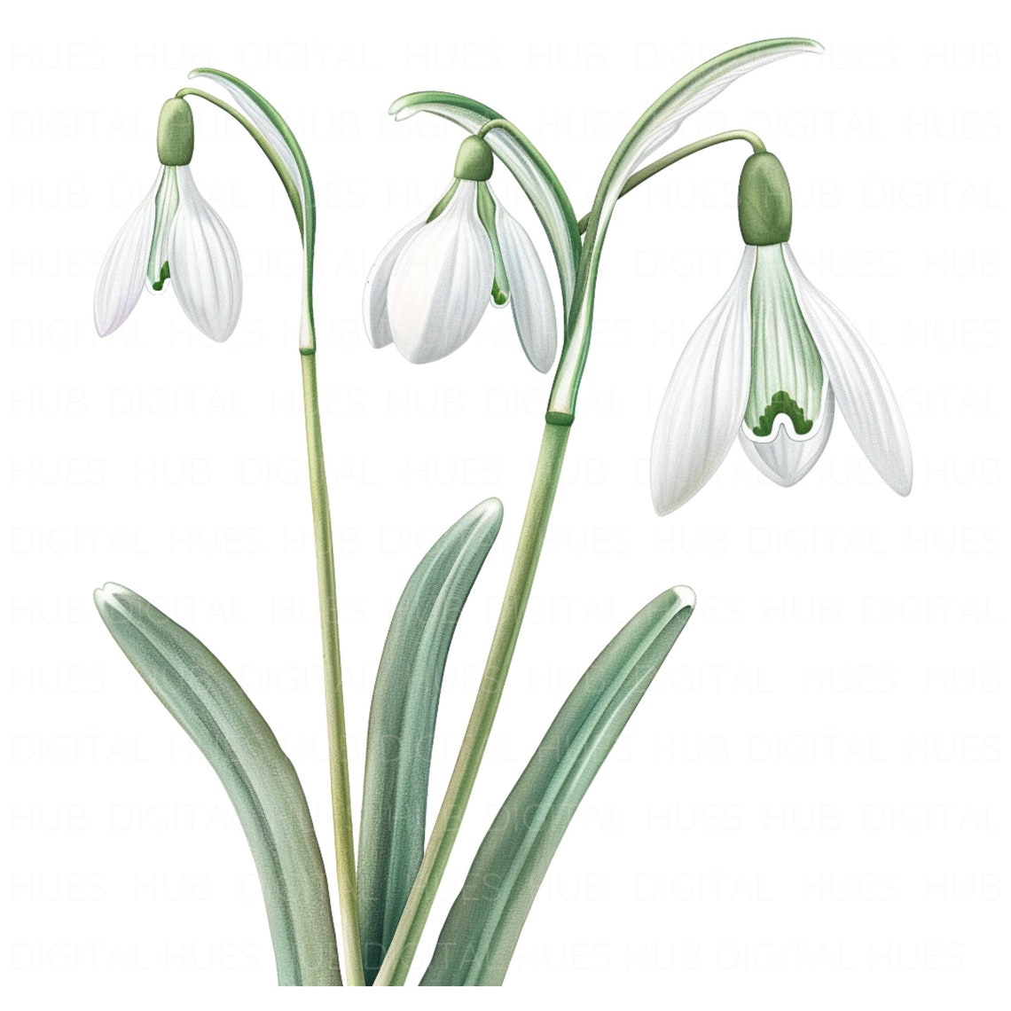 13 Snowdrop Flower Clipart Watercolor White Flower Botanical ...