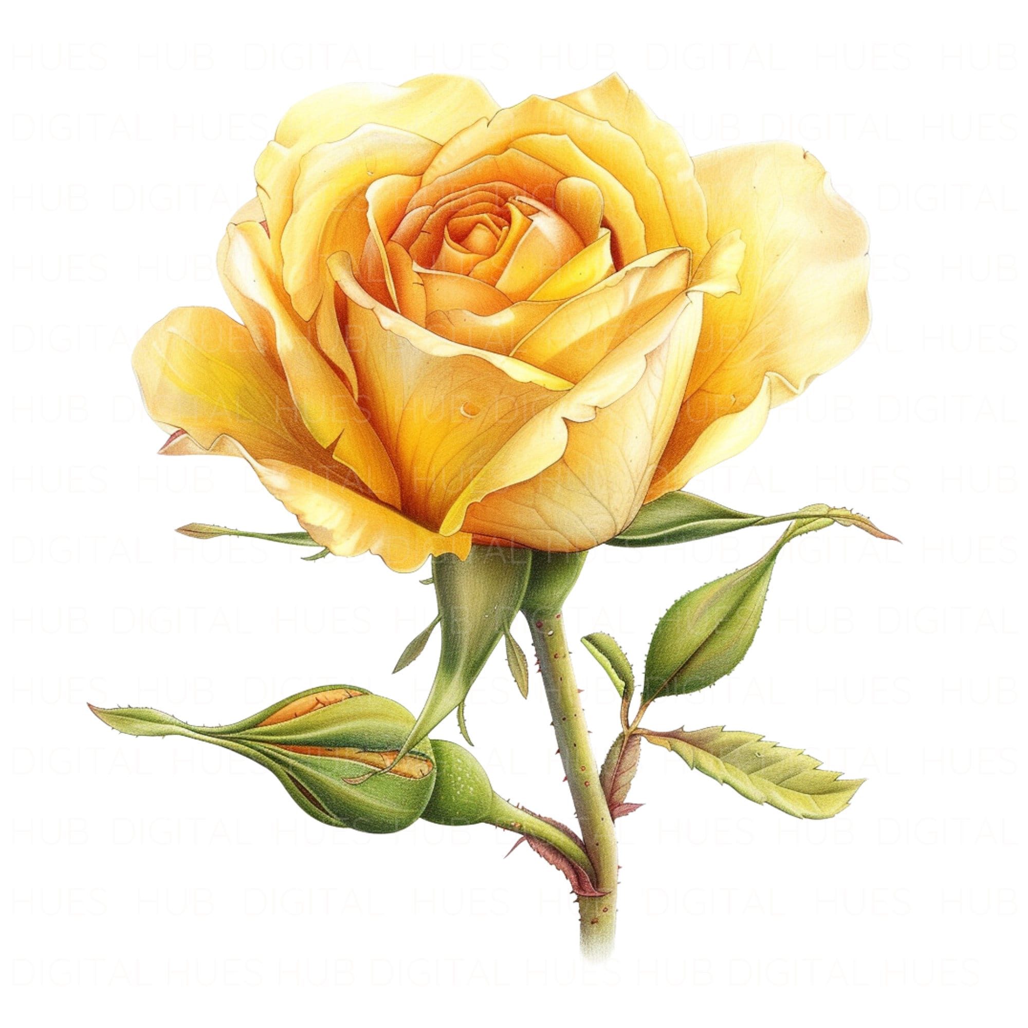 14 Yellow Rose Clipart Watercolor Yellow Flower Golden Rose High ...