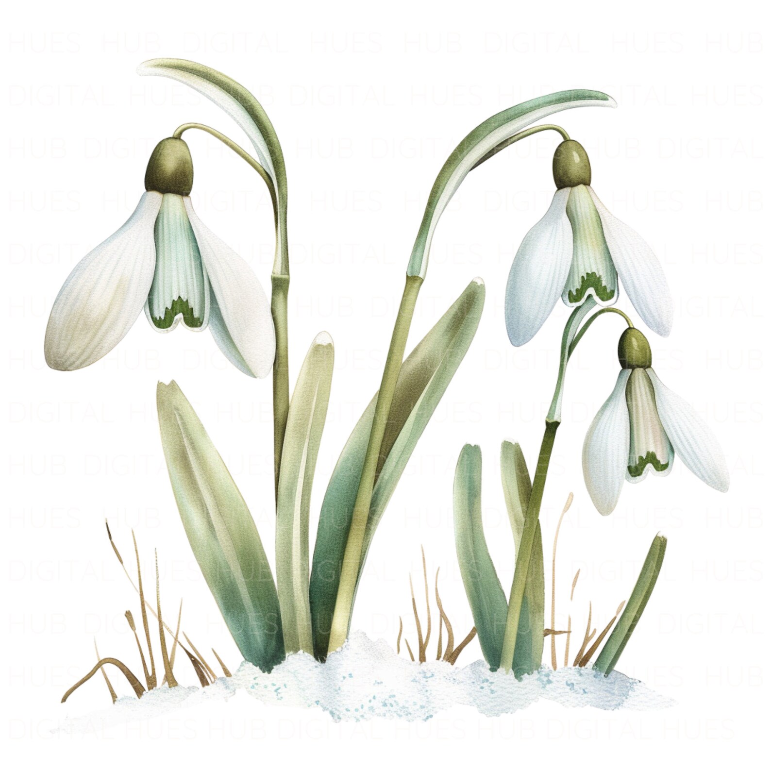 12 Snowdrop in Snow Clipart Watercolor Icy Flower Botanical ...