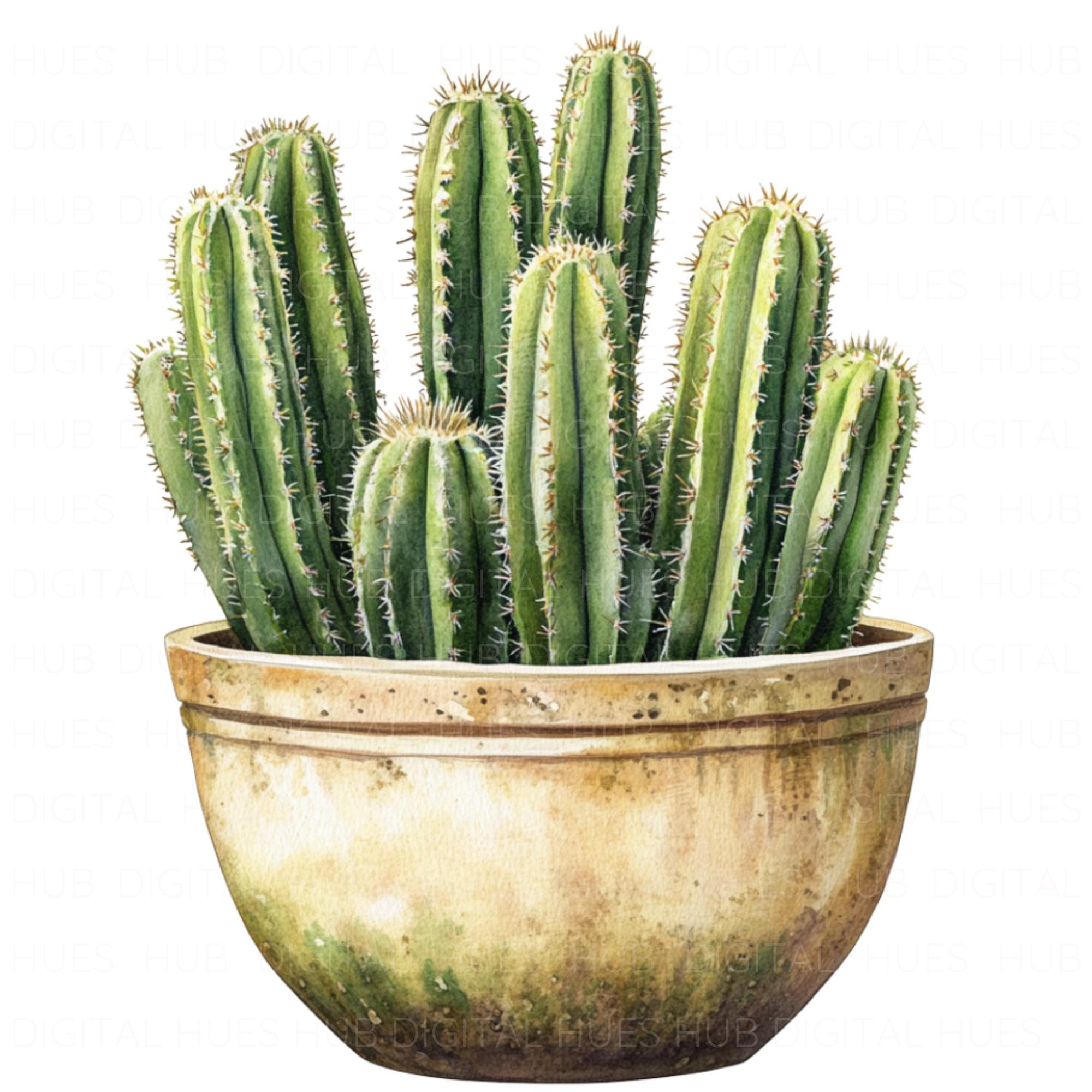 12 Cactus in Pot Clipart Watercolor Desert Cactus Plant Succulent ...