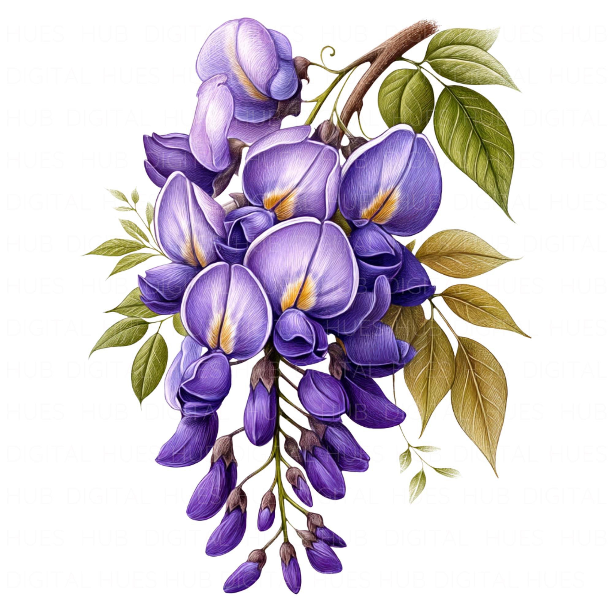 10 Wisteria Flower Strand Clipart Watercolor Purple Flower Art ...