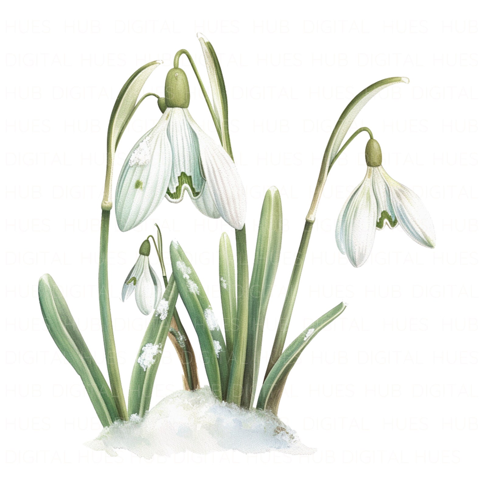 12 Snowdrop in Snow Clipart Watercolor Icy Flower Botanical ...