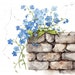 14 Forget Me Not on Stone Wall Clipart Bundle Printable Flower Clipart ...
