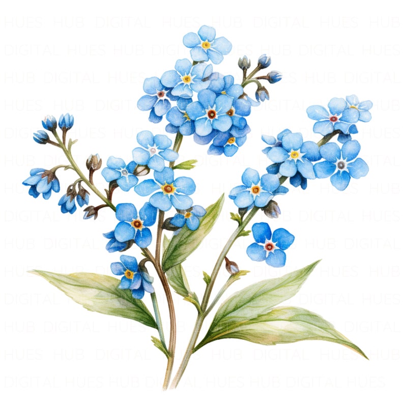 18 Forget Me Not Flower Clipart Bundle Watercolor Forget Me Not ...