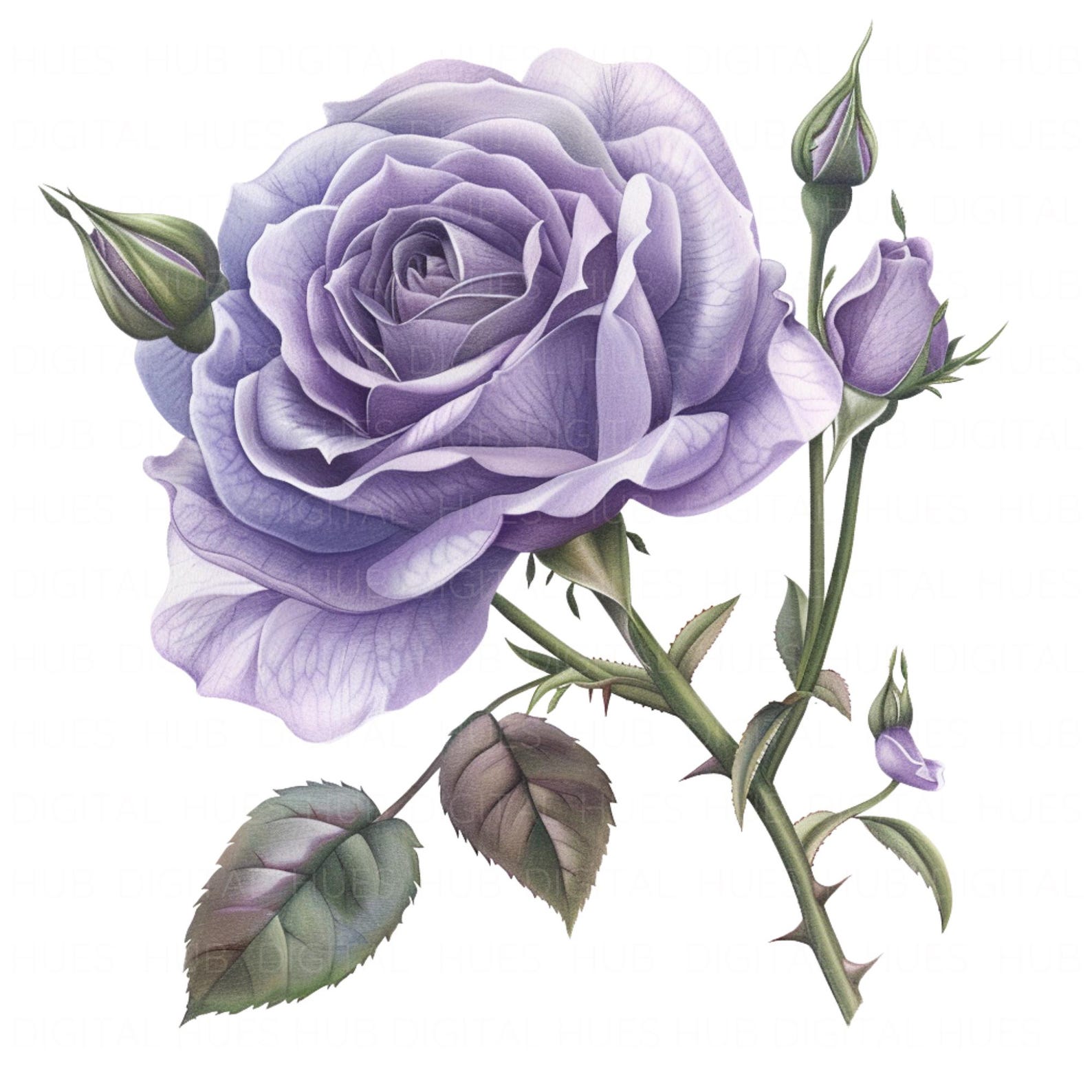 15 Light Purple Roses Clipart Watercolor Purple Single Rose Purple ...