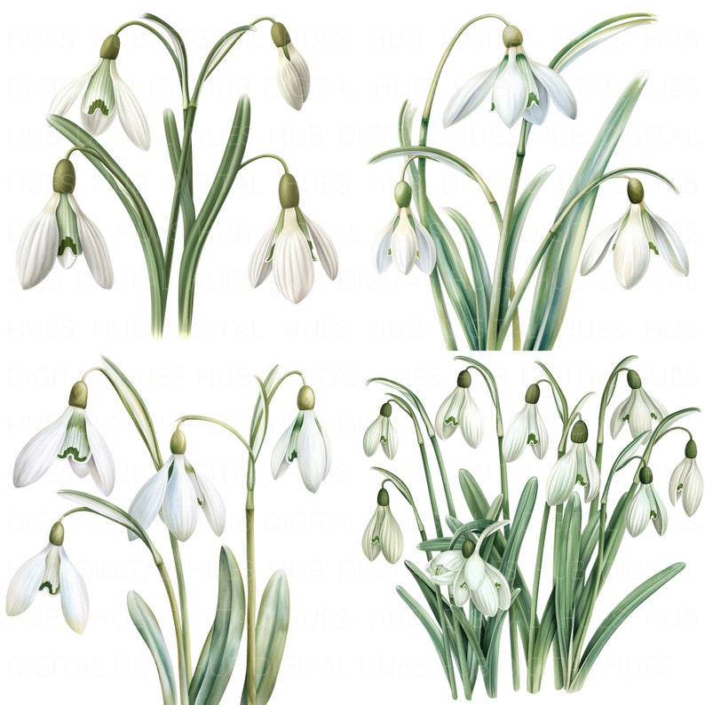 13 Snowdrop Flower Clipart Watercolor White Flower Botanical ...