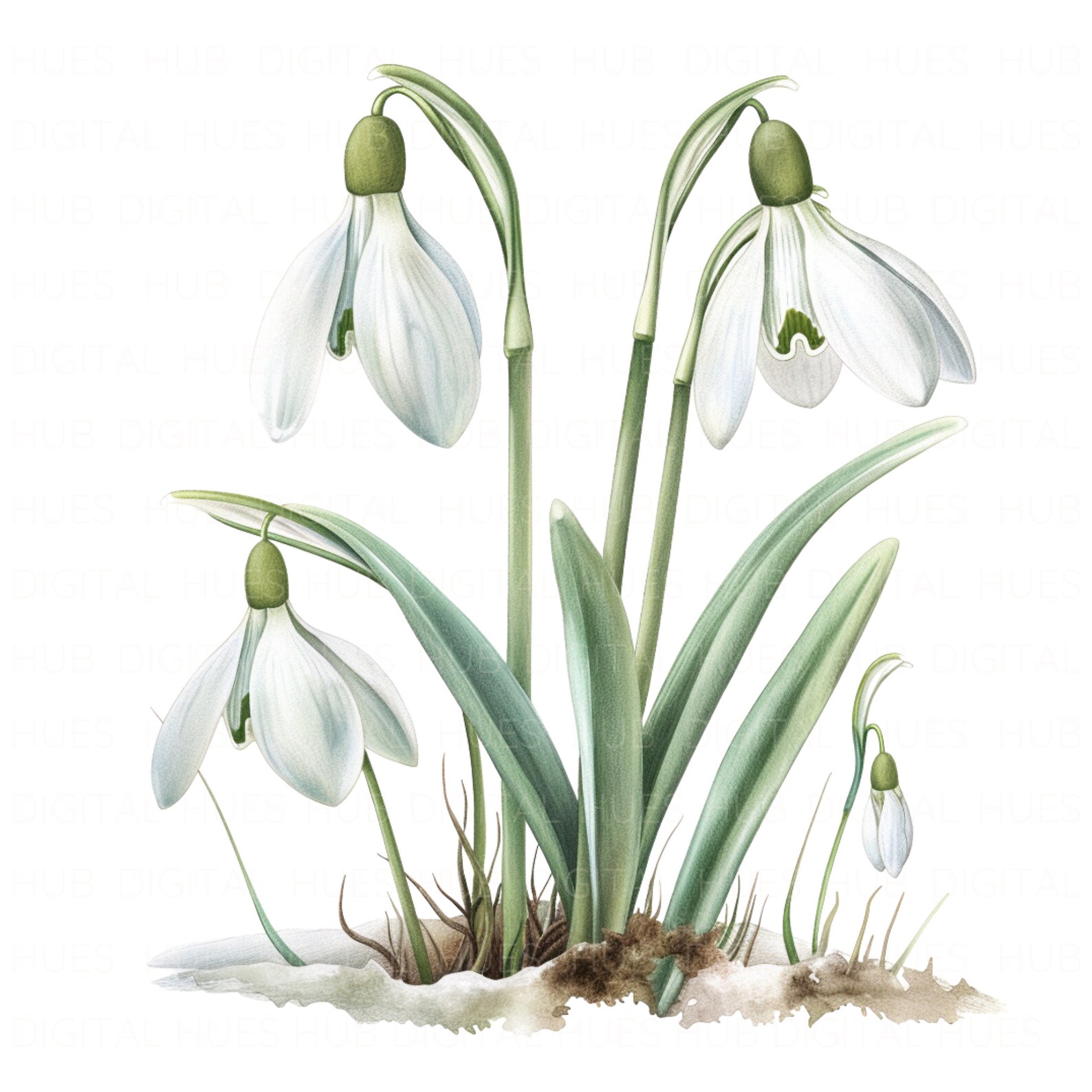 12 Snowdrop in Snow Clipart Watercolor Icy Flower Botanical ...