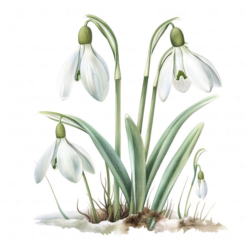 12 Snowdrop in Snow Clipart Watercolor Icy Flower Botanical ...