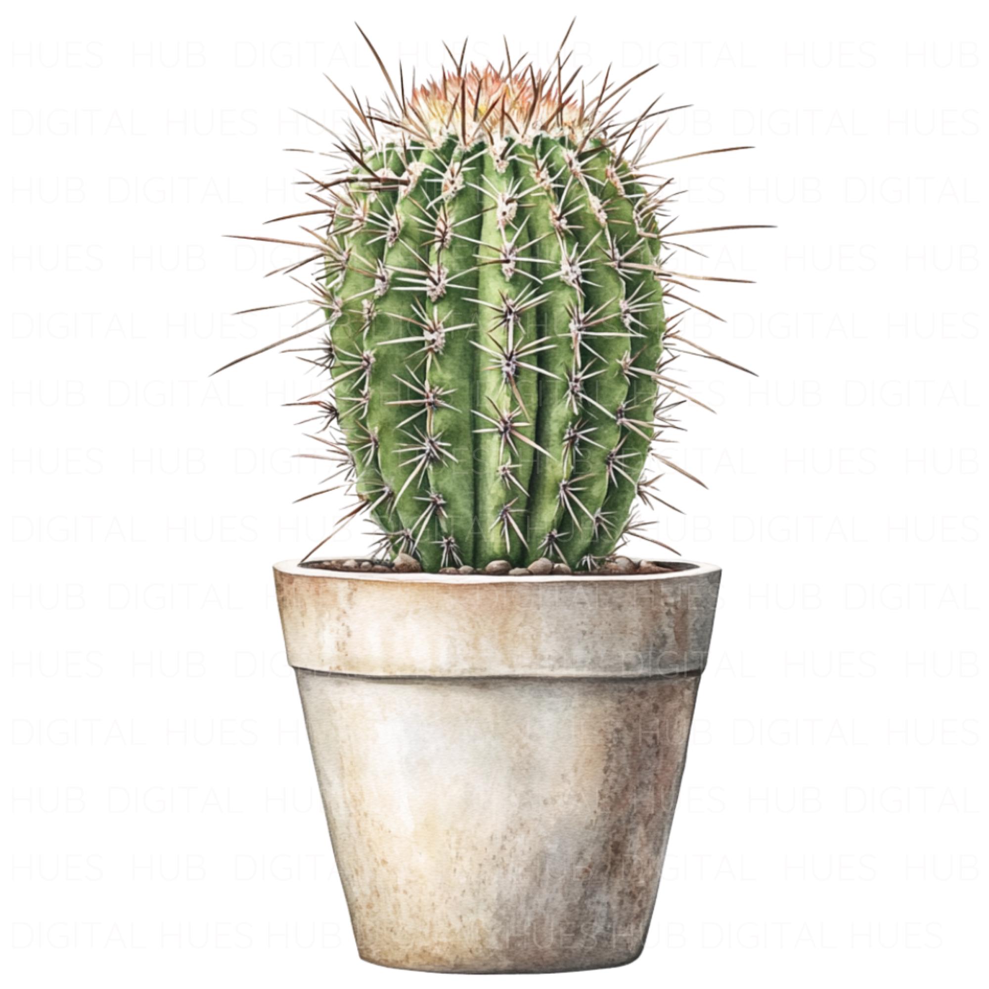 12 Cactus in Pot Clipart Watercolor Desert Cactus Plant Succulent ...