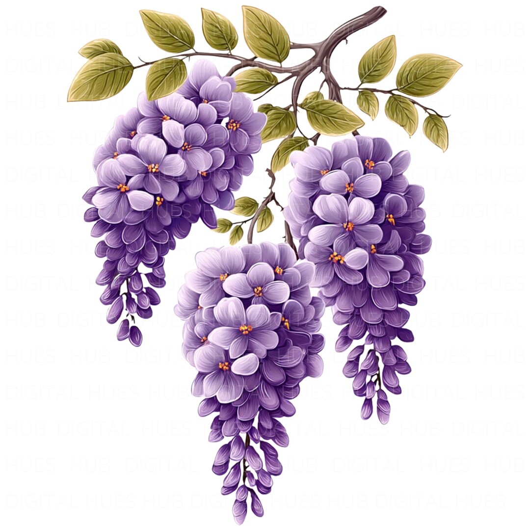 10 Wisteria Flower Strand Clipart Watercolor Purple Flower Art ...
