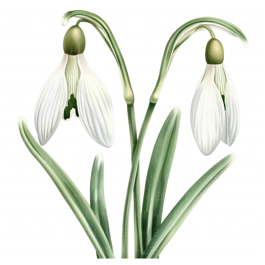13 Snowdrop Flower Clipart Watercolor White Flower Botanical ...