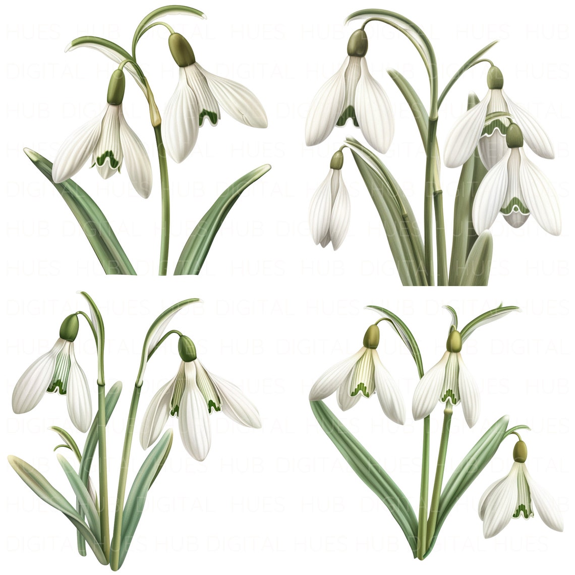 13 Snowdrop Flower Clipart Watercolor White Flower Botanical ...