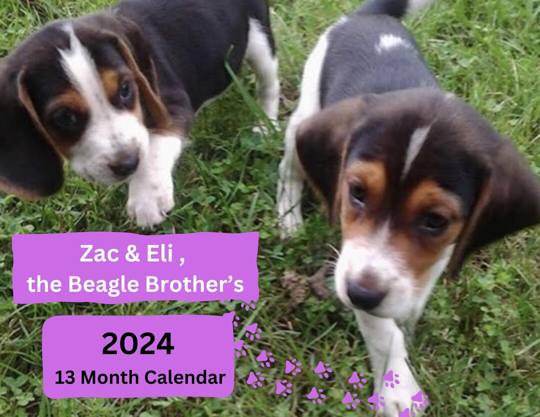Calendar 2024 Beagles Dogs Animal Calendars Cute - Etsy