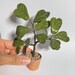 1:6 Miniature Paper Plants – Printable DIY Template (instant Digital ...