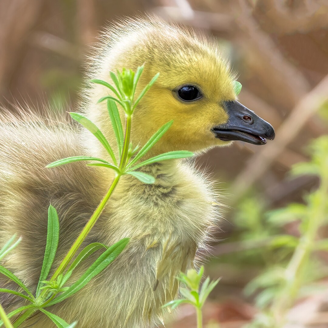Cackling Gosling Photo Print - Etsy
