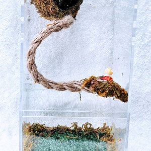 Spooder Hide-n-slide for Jumping Spiders. Great Gift for Any Spood ...