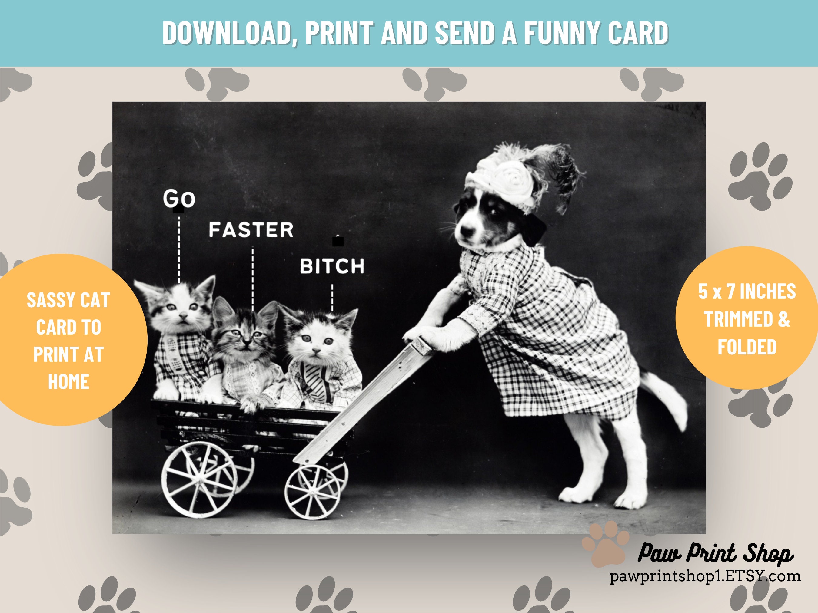 Funny Cat Printable | DIGITAL DOWNLOAD | Kitten Greeting Card | Sassy ...