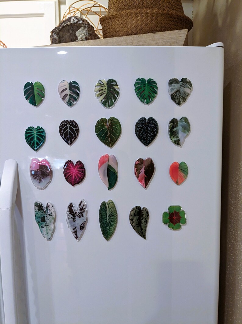 Houseplant Magnet Realistic Leaf Magnet, Rare Plant Magnet Monstera ...