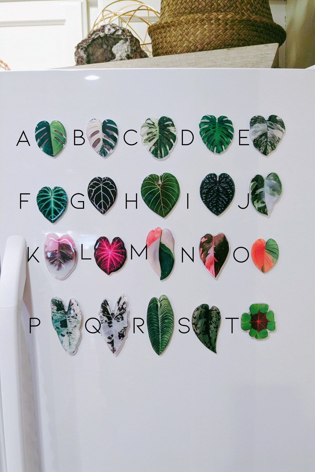Houseplant Magnet Realistic Leaf Magnet, Rare Plant Magnet Monstera ...