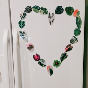 Houseplant Magnet Realistic Leaf Magnet, Rare Plant Magnet Monstera ...
