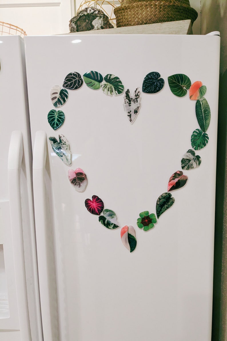 Houseplant Magnet Realistic Leaf Magnet, Rare Plant Magnet Monstera ...