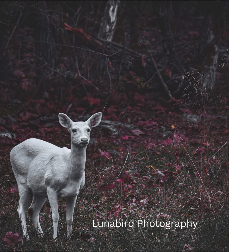 UHD Rare White Doe - Etsy