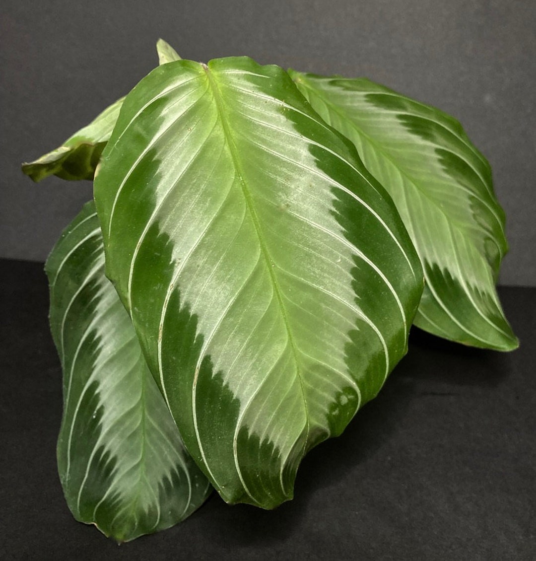 Maranta Silver Band - Etsy UK