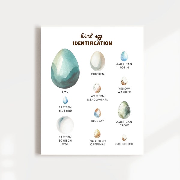 Bird Eggs Chart - Etsy