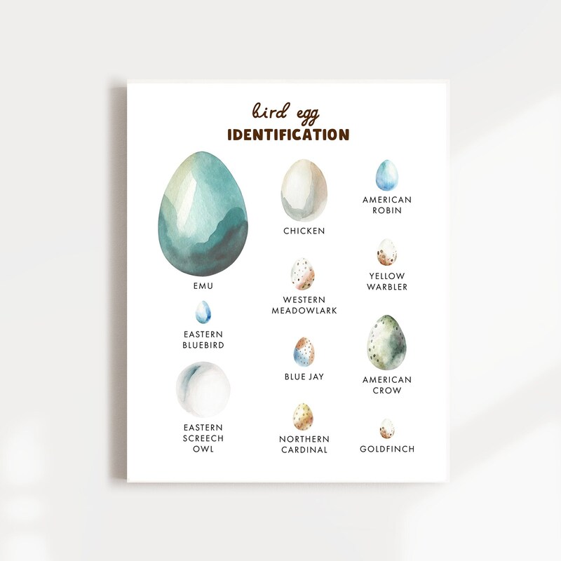 Bird Eggs Chart - Etsy